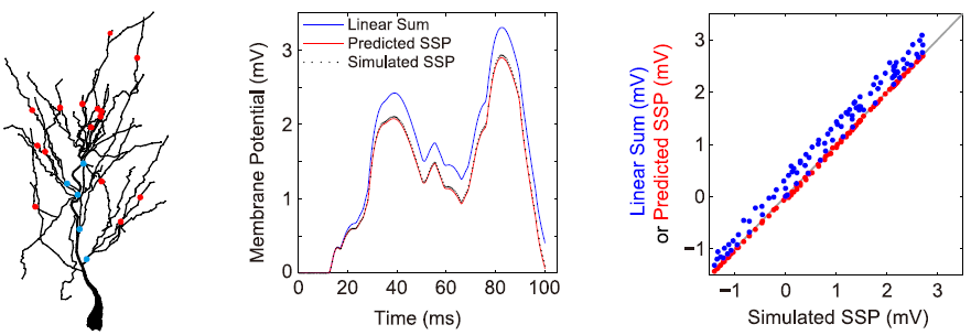 Dendritic Integration of Synaptic Inputs in Biological Neurons ...