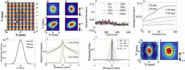 Modeling and Simulation of Large-scale Cortical Network Dynamics | Douglas Zhou (周栋焯)