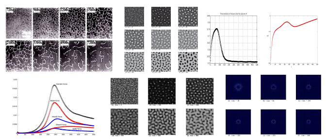 Phase Separation Dynamics of Polymer Systems | Douglas Zhou (周栋焯)